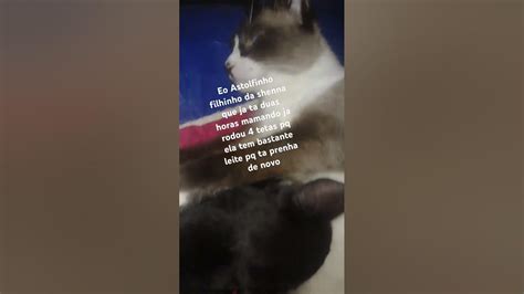 Astolfinho E Sua Mamãe Youtube