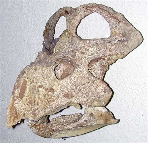 Protoceratops Andrewsi Amnh
