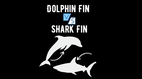 Dolphin Fin Vs Shark Fin Unveiling The Differences Shark Truth