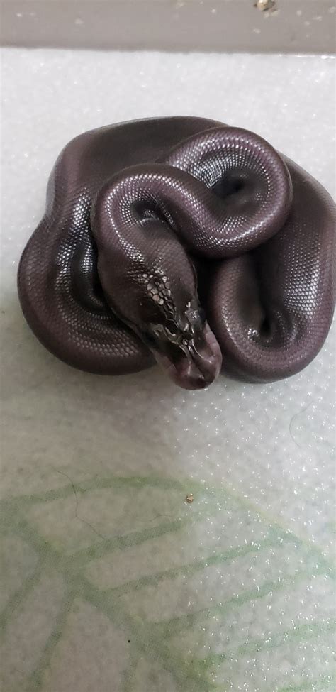 Albino Super Cinnamon Ball Python