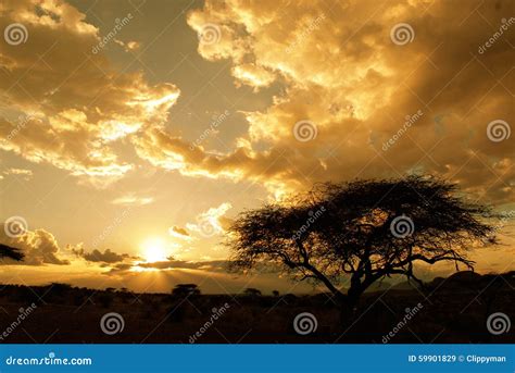 African Sunet Kenya Stock Image Image Of Landscape 59901829