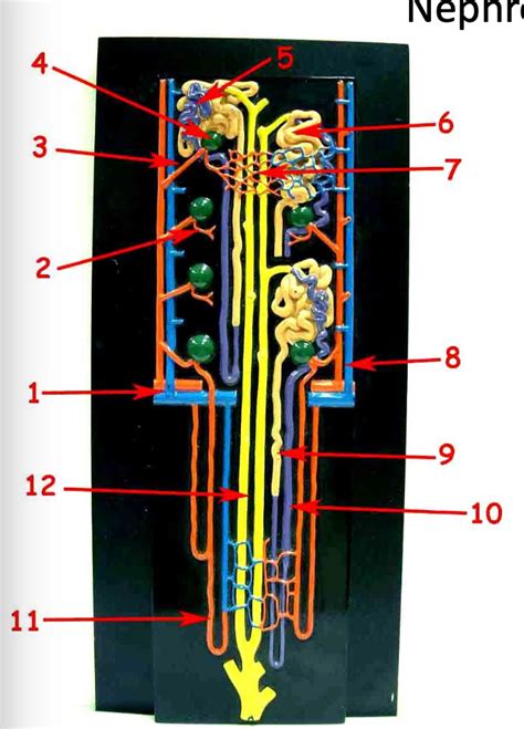 Nephron Diagram Quizlet