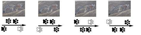 A Guide To Quadrupeds Gaits Walk Amble Trot Pace Canter Gallop