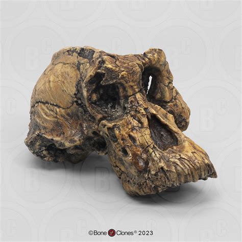 Australopithecus Anamensis Fossils