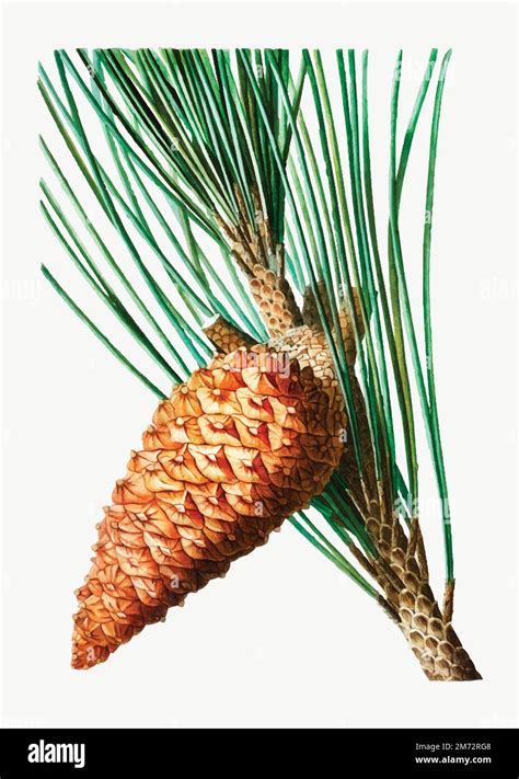 Vintage Maritime Pine Cone Vector Stock Vector Image And Art Alamy
