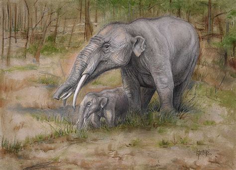 Research On Gomphotherium