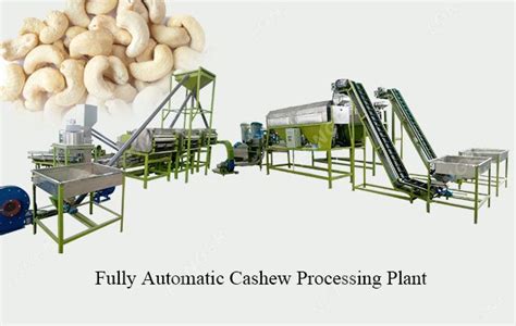 Cashew Processing Processing Cashews