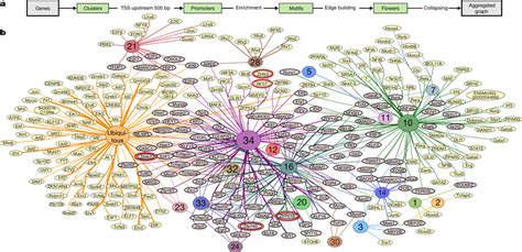 Promoter Motif Codes For Dynamic Expression Clusters Of Fig 1 A Download Scientific Diagram