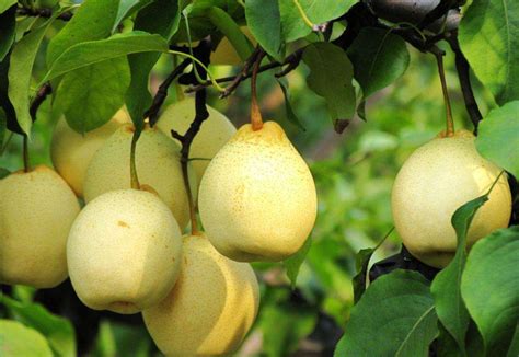 鸭梨图册 360百科