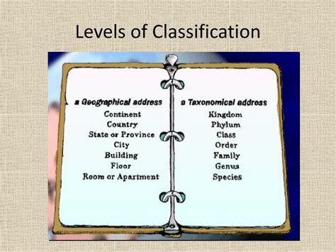 Ppt Classification And Protista Powerpoint Presentation Free Download Id 6138722