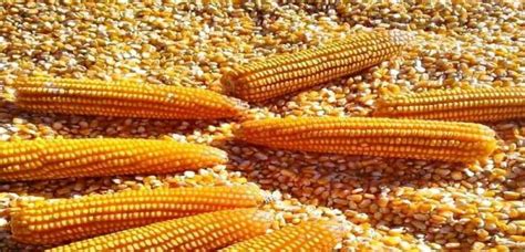 မြန်မာ့ပြောင်း ထိုင်းနိုင်ငံသို့ အခွန်ကင်းလွတ်ခွင့်ဖြင့် တင်ပို့ Consumer