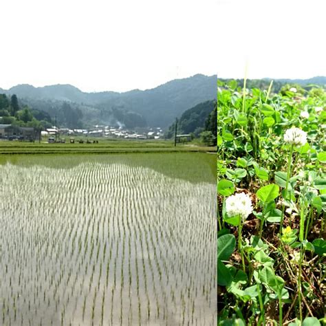 農事組合法人西の郷 つや姫 ～田植えから3週間後～ 秘境 奥島根 弥栄