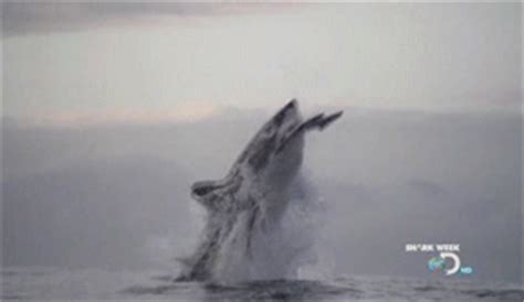 Shark Week Gifs Wifflegif