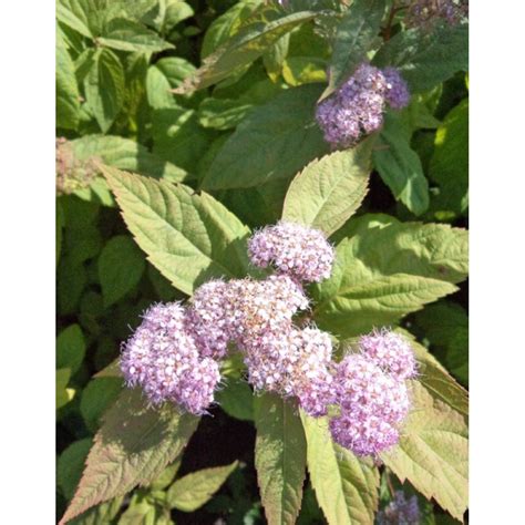 Buy Spirea Japanese Macrophylla In A Container In Kiev Spirea