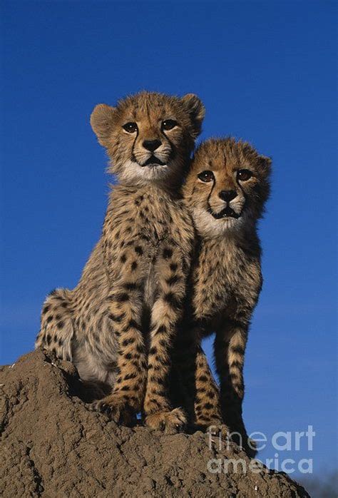 Two Cheetah Cubs By Martin Harvey And Photo Researchers Cheetah Cubs