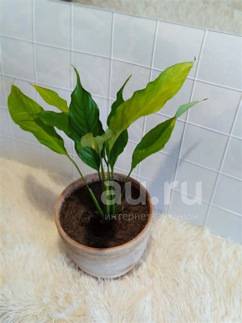 Цветок — купить в Красноярске Горшечные растения и комнатные цветы на интернет аукционе