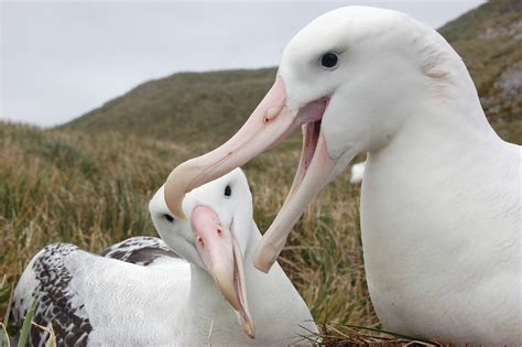 Ancient Poo Reveals Uncertain Future For Antarctic Seabirds British