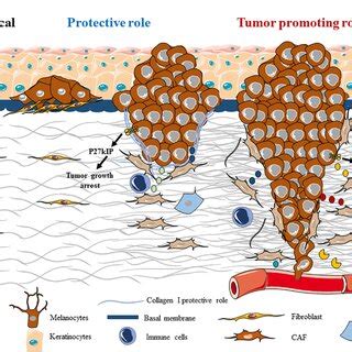 Schematic Representation Of ECM Composition A And ECM Dual Role As A Download Scientific