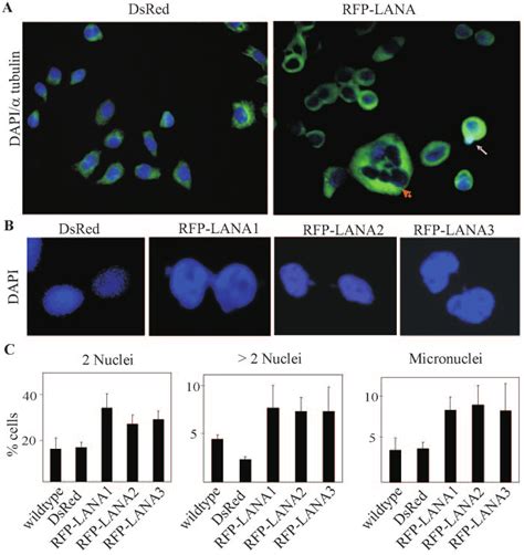Induction Of Multinucleation Micronuclei And Chromosomal Laggings In