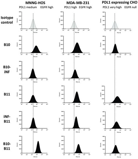Cell Labelling Efficiency Evaluation By Flow Cytometry Of B10 B11 Download Scientific Diagram