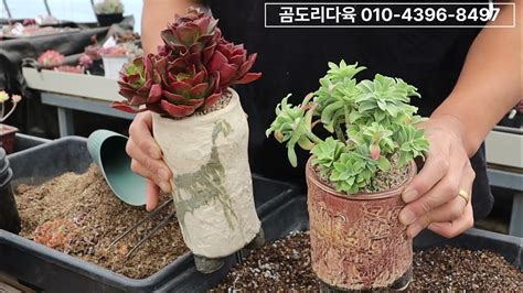다육식물 모아심기 난이도 최하부터 차분히 배워가세요 멀티카울립스틱 박화장박하장 합식해볼게요 곰도리다육 Gomdorihyunoona 다육식물 다육이 양평군
