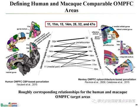 实验室蒋田仔研究员：脑网络组图谱近10年研究详解【附ppt】 Csdn博客