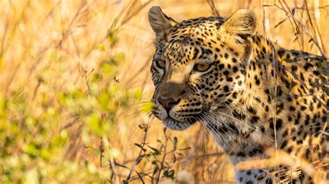 Wallpaper 3840x2160 Leopard Grass