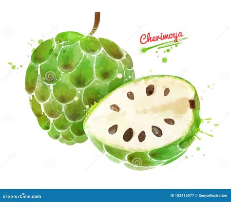 Cherimoya Fruit Vector Illustration Exquisite Tropical Delicacy