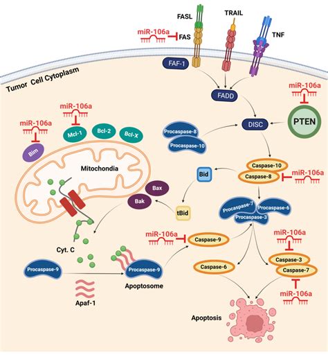 Intrinsic And Extrinsic Apoptotic Pathways And Confirmed Target Genes Download Scientific