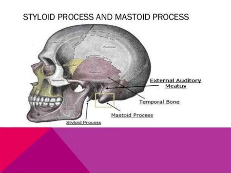 Mastoid Styloid Process General Living With Eagle
