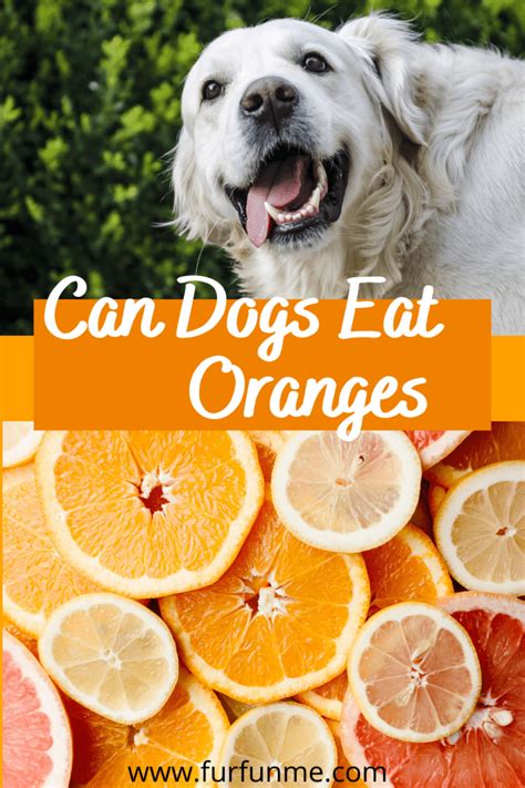 Can Dogs Eat Oranges And Other Citrus Fruits Fur Fun With Me
