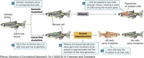 Hanaa Fayed On Linkedin The Two Basic Classes Of Mutations Are Somatic Mutations And Germ Line…
