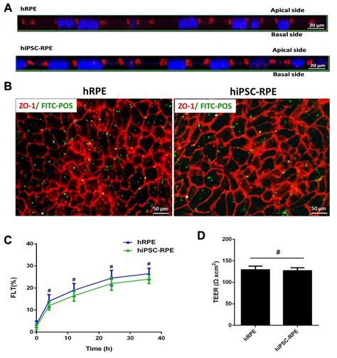 Further Identification Of Hipsc Rpe Cells A Identification Of