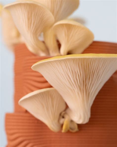 I Am Beyond Excited To Share That I Will Be Developing The Design Of