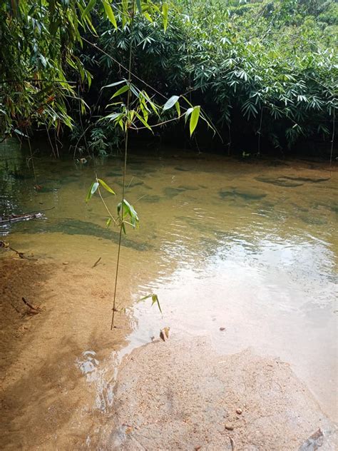 පාරම්පරික වෛද්‍ය ශිෂ්‍ය සංගමය