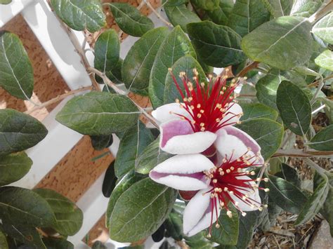 Xtremehorticulture Of The Desert 28 March 2021