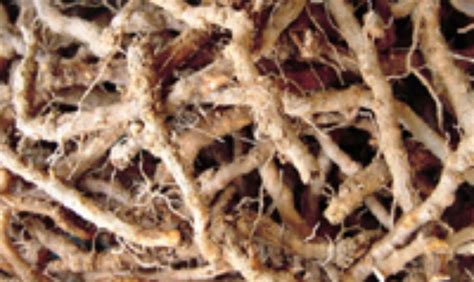 구기자 뿌리 효능 12가지 및 부작용