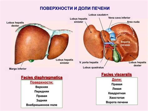 Строение печени презентация онлайн