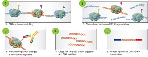 Chip Seq Assay Kits And Chip Qpcr Kits Epigentek