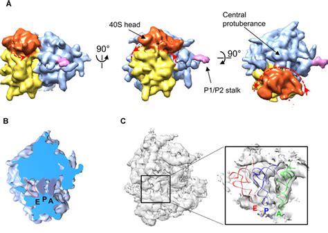 Cryo Em Structure Of Translating Hela 80s Ribosome A Result Of Download Scientific Diagram