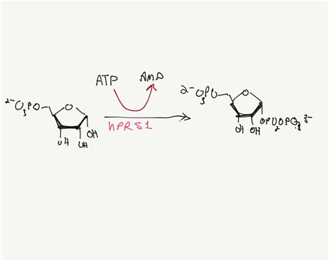 Phosphoribosyl Pyrophosphate Synthetase 1