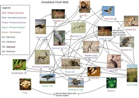 American Grassland Food Web