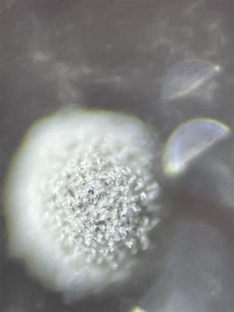 Didymium Irides Rslimemolds