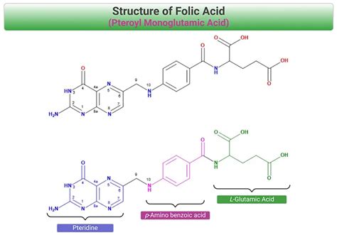 Folate Structure Structure Of The Folate Transporter Paves The Way For