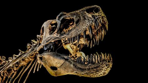 T Rex Fossil Trade Hurting Scientific Research Study Claims Live