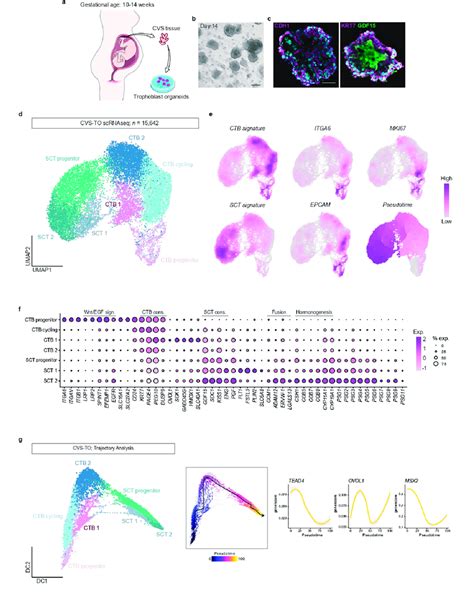 Derivation And Single Cell Transcriptional Profiling Of CVS TOs A