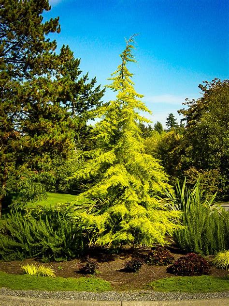 Types Of Weeping Cedar Trees At Claudia Angela Blog