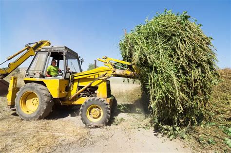 remove hops how to get rid of them permanently vegetable garden 2025