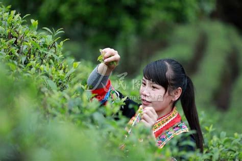 广西融安采摘明前茶 人民图片网