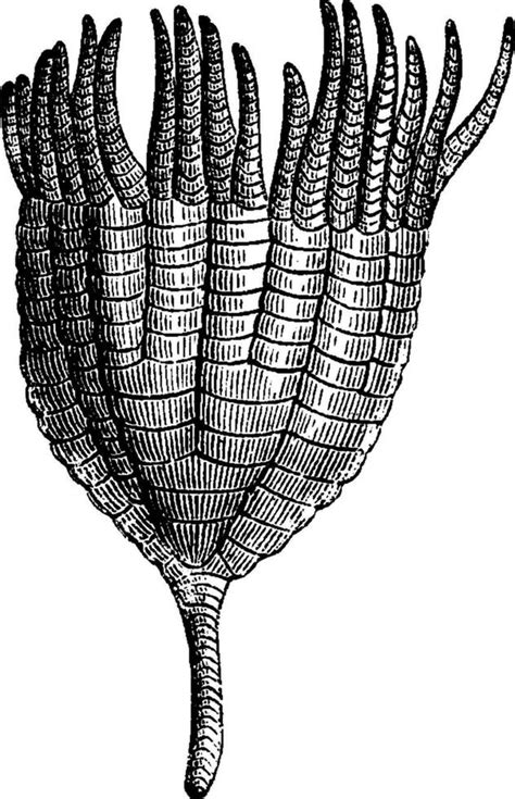Crinoids Ichthyocrnus Laevis In The Open Arms Vintage Engraving